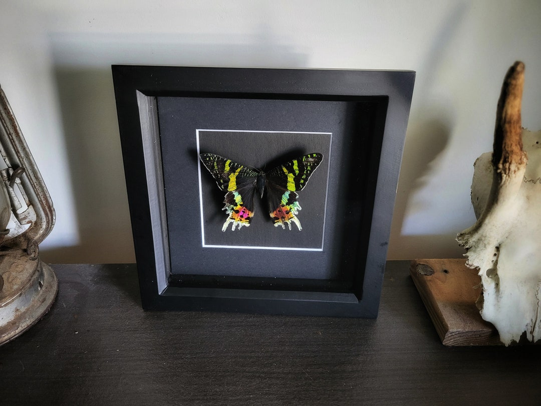 Framed Madagascan Sunset Moth, Entomology Display, Vulture Culture ...