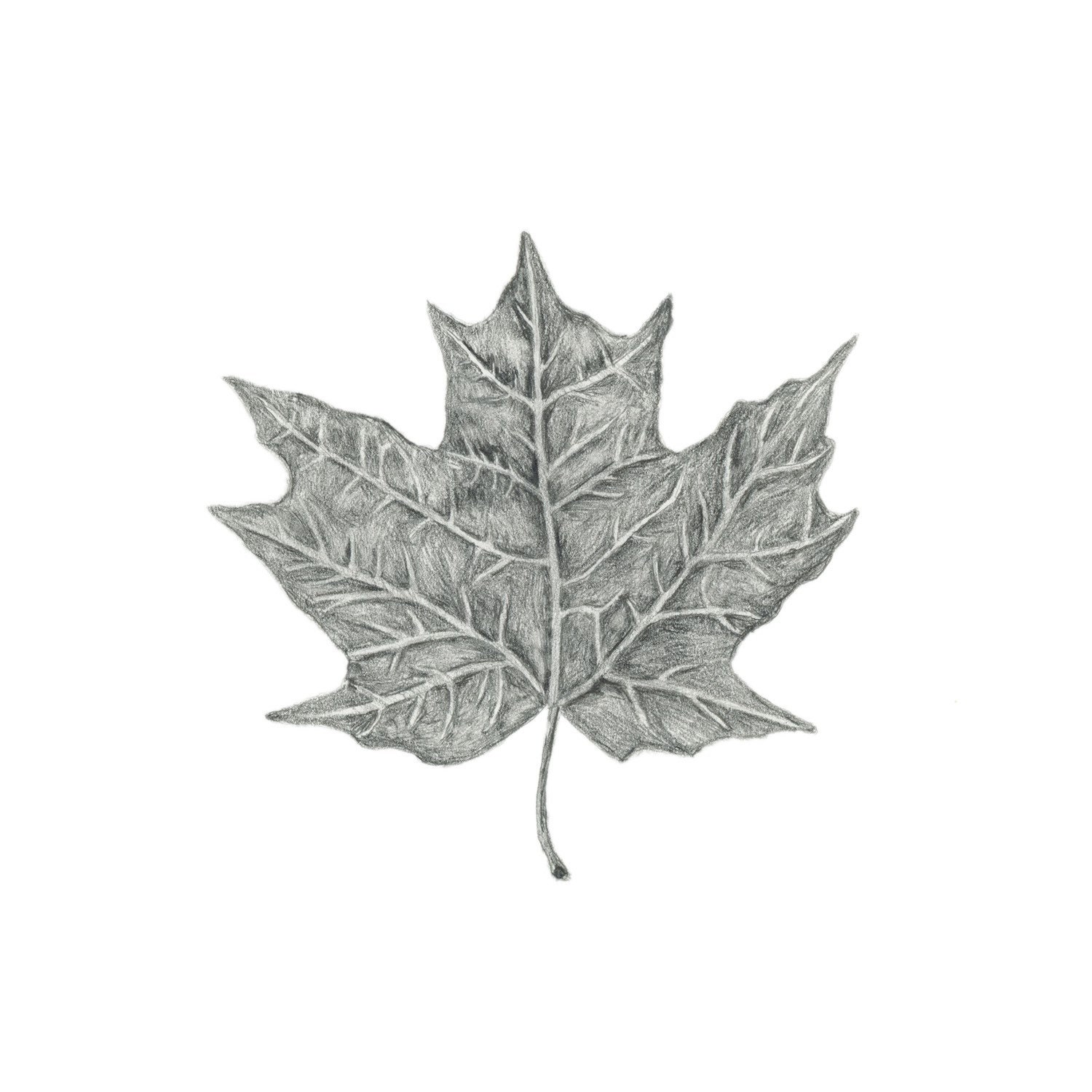 Sugar Maple Drawing