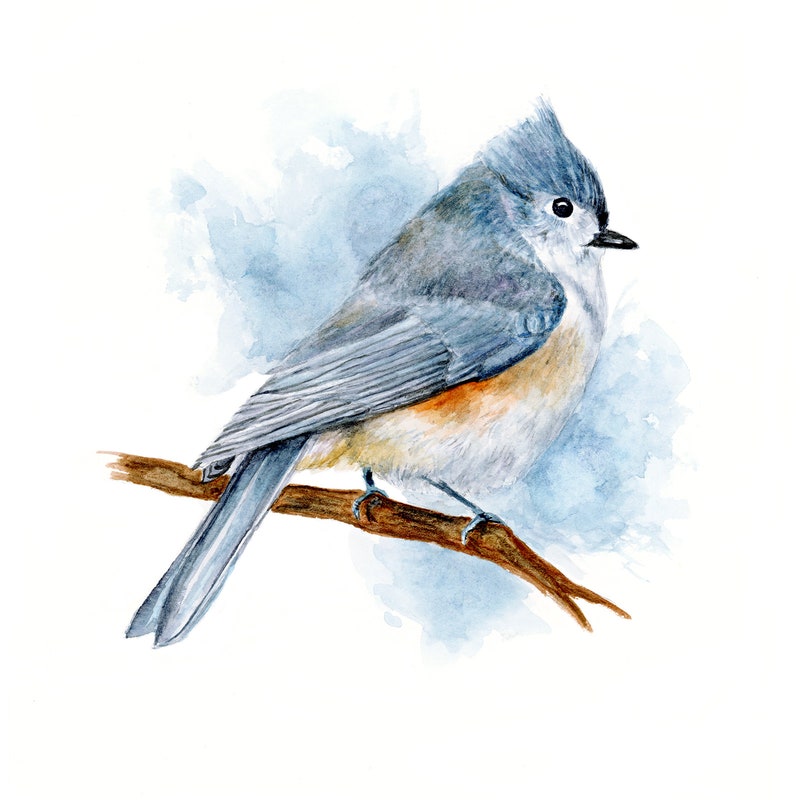 Blue Titmouse - Etsy