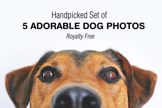 Adorable Dog Collection Set Stock Photo Royalty Free Use High | Etsy