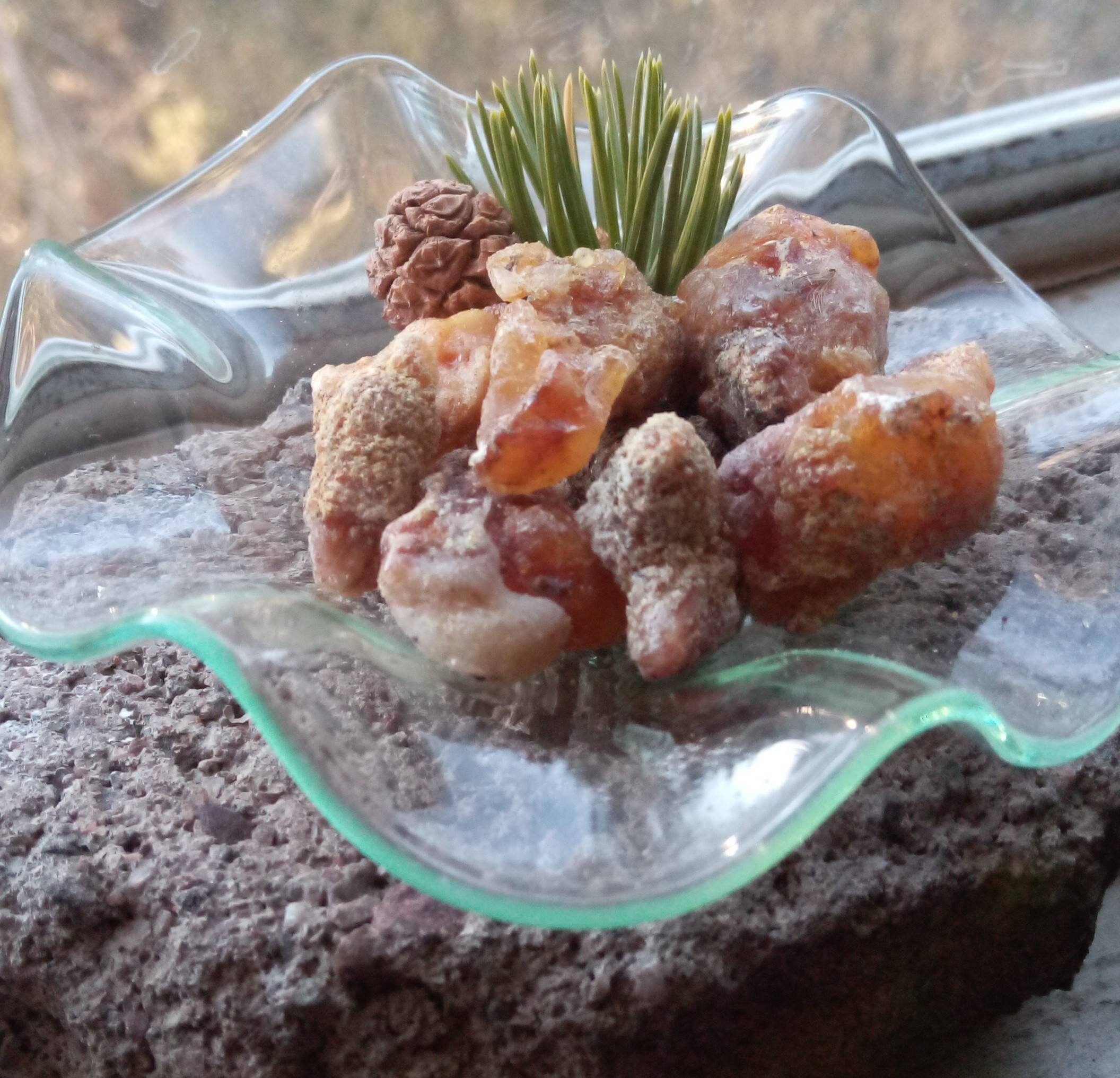 Pine Tree Sap