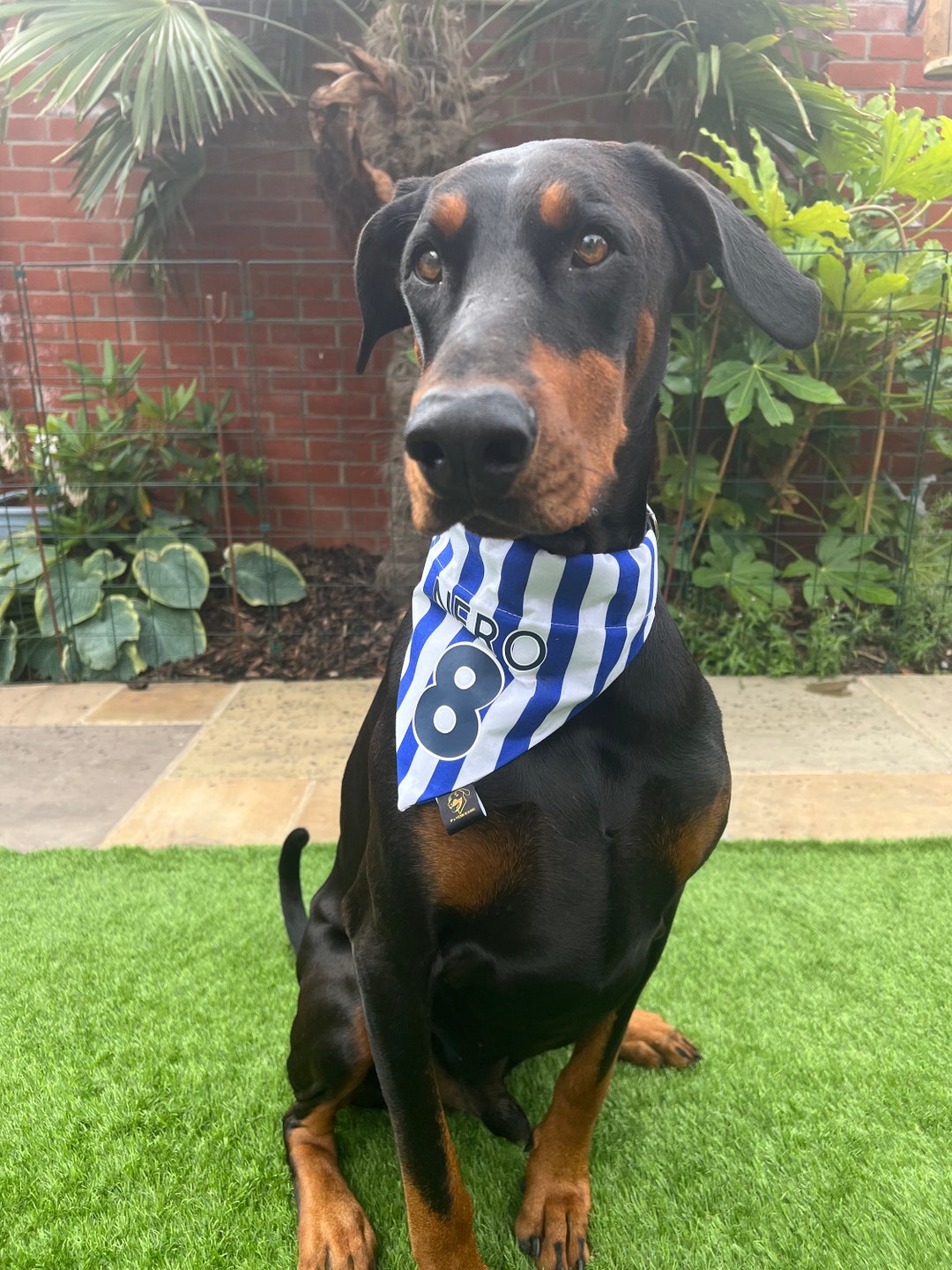 Personalised Brighton and Hove FC Dog Bandana - Etsy