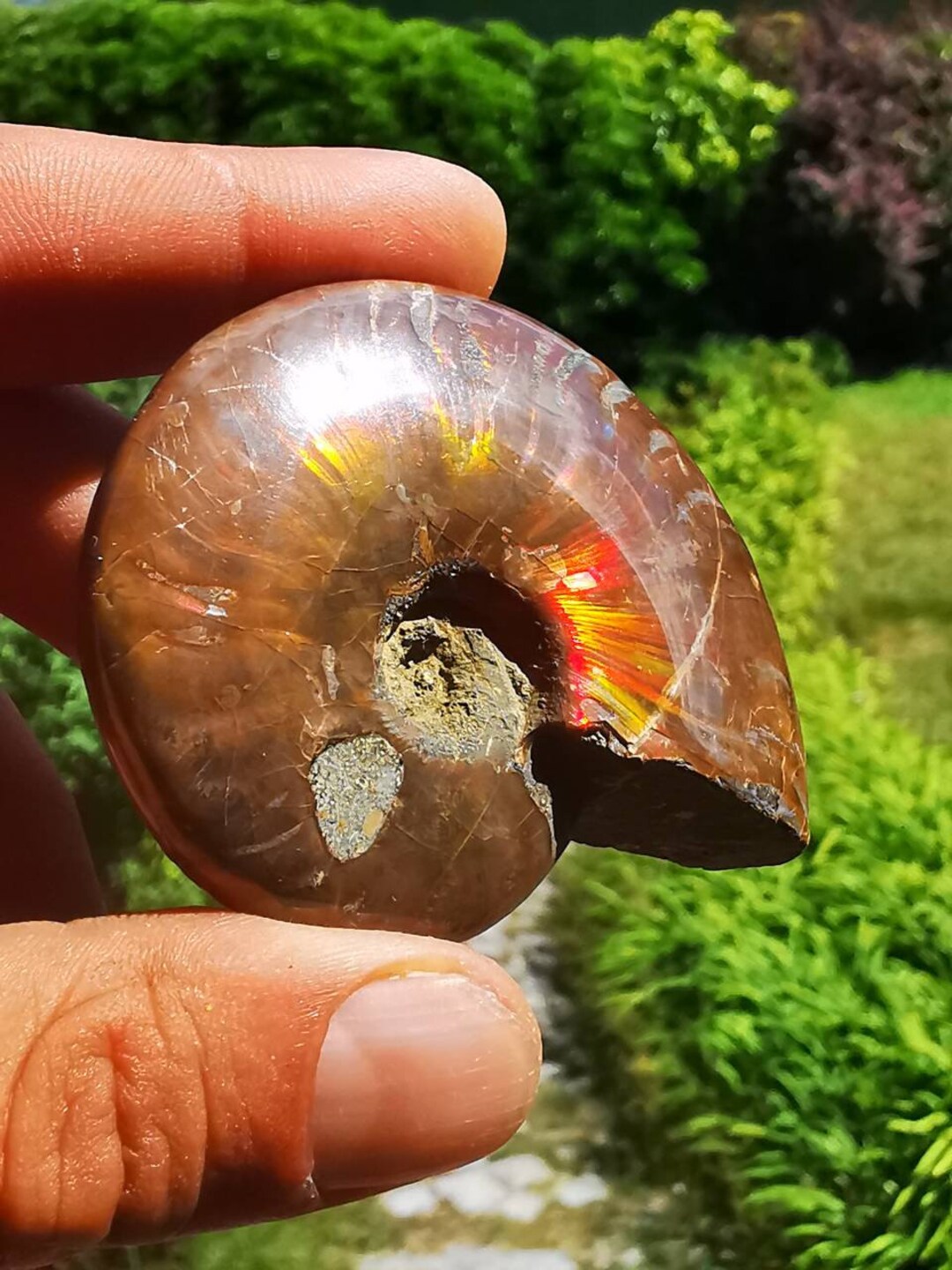 Ammonite Fossil 7 Cm, Ammonite Red, Yellow, Violet, Iridescent ...