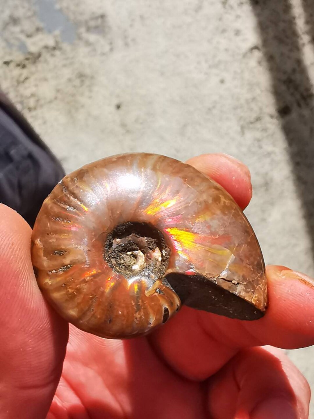 Ammonite Fossil, 5cm, Red Ammonite, Yellow, Violet, Iridescent ...