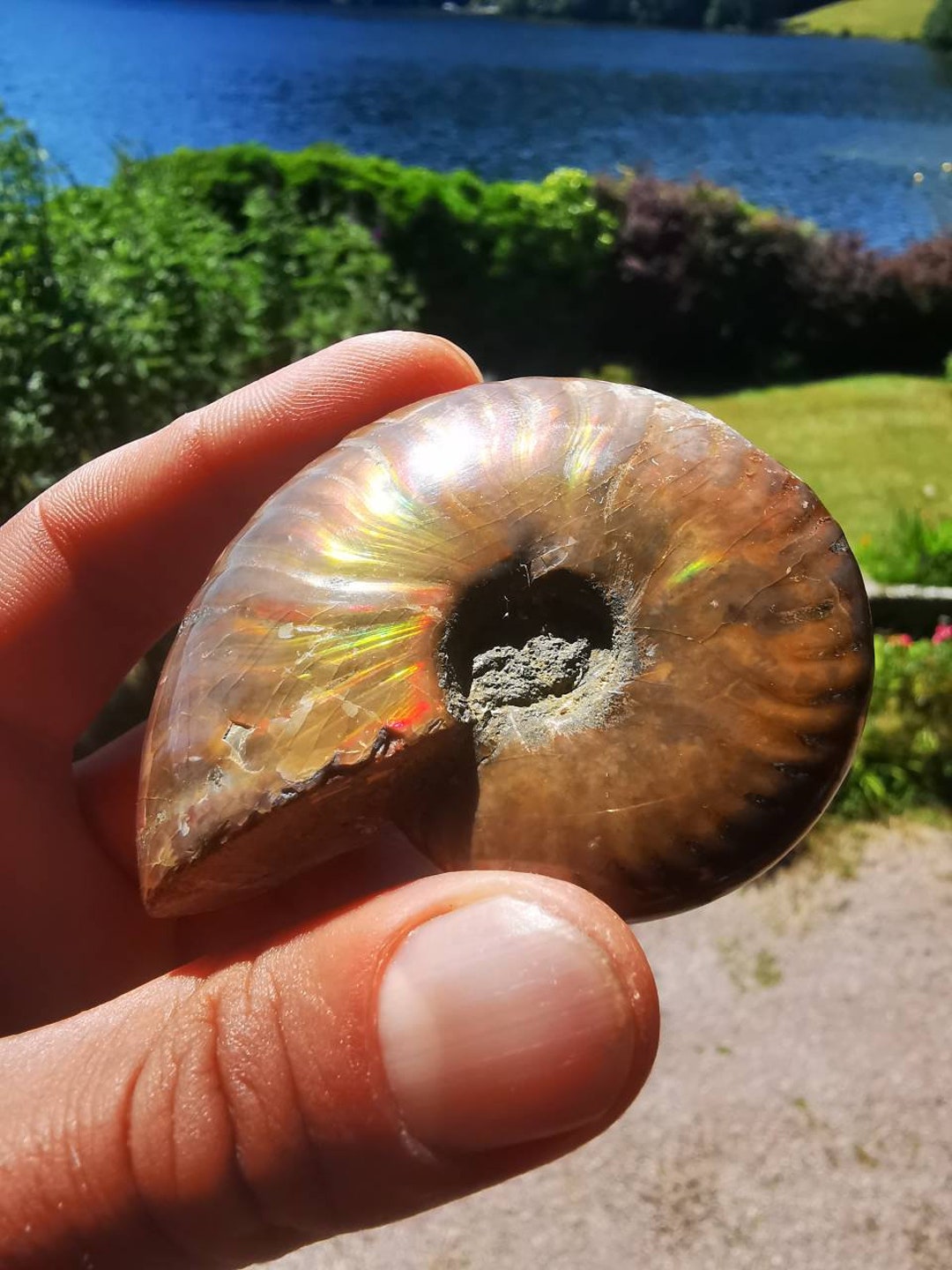 Ammonite Top Quality, 6.5cm, Ammonite Red, Yellow, Purple, Green ...