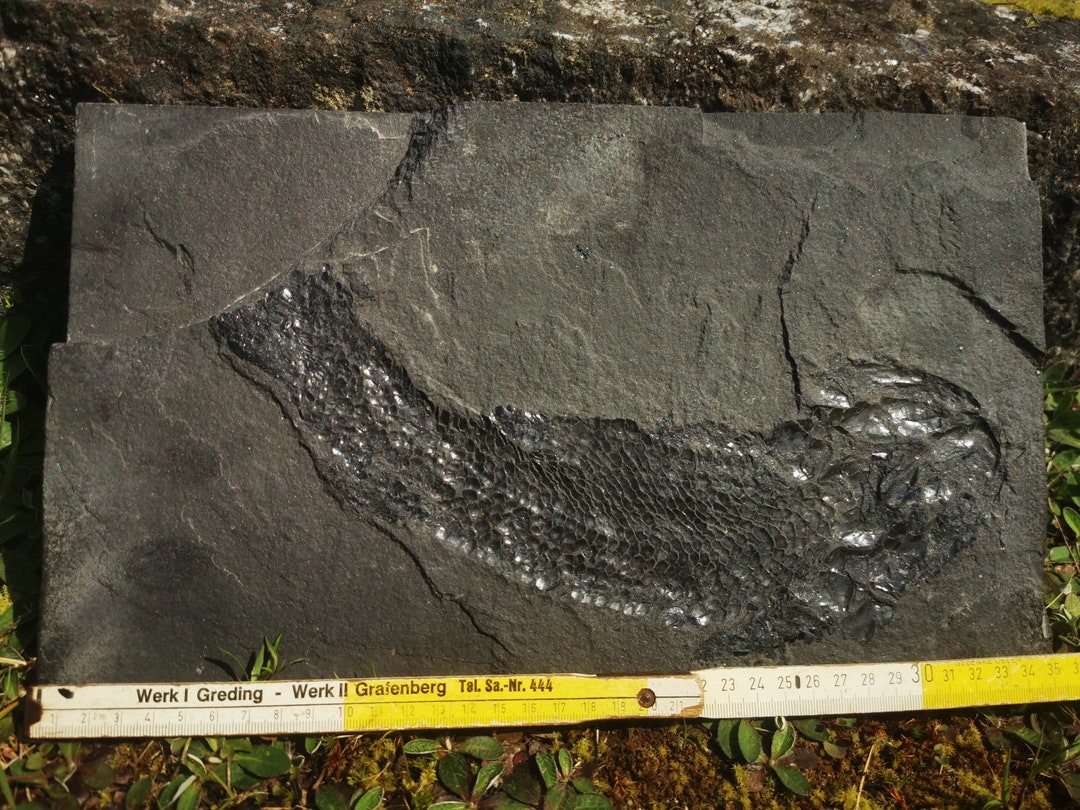 Devonian Fossil, GYROPTYCHIUS, Bony Fish, Scottish Origin, 28cm Fossil ...