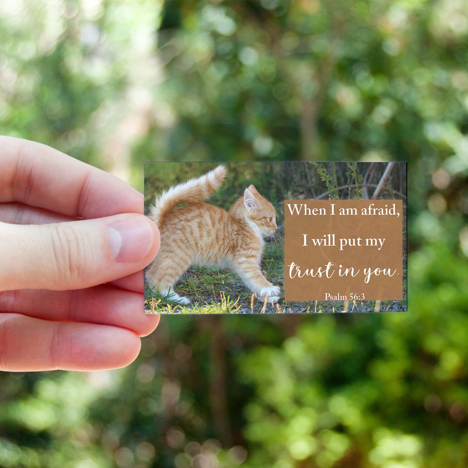 10 Cat Printable Scripture Cards -C2- INSTANT DOWNLOAD, Kitten Cat ...