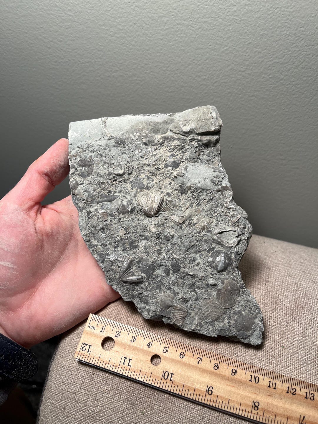 Beautiful Fossilferous Limestone Jammed With Brachiopod Fossils! - Etsy