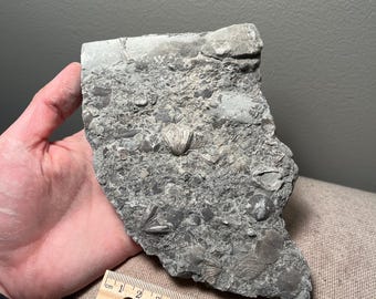 Beautiful Fossiliferous Limestone Rock Jammed With Brachiopod Fossils ...