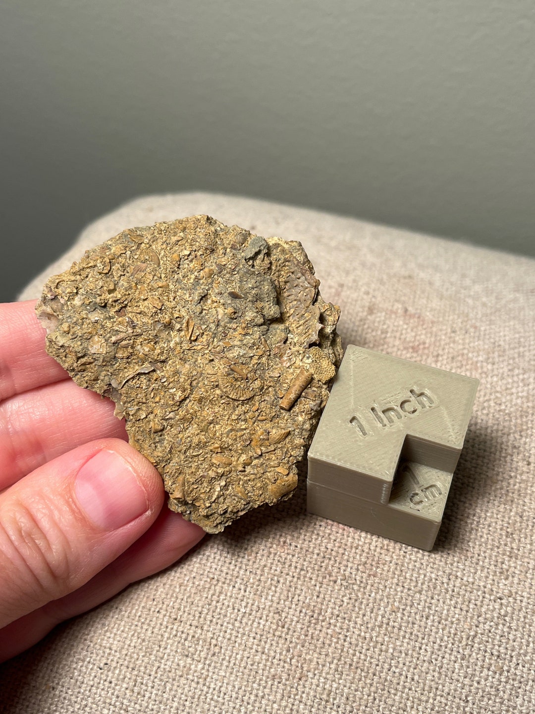 Fossiliferous hash Plate Rock From the Finis Shale Member of the Graham ...