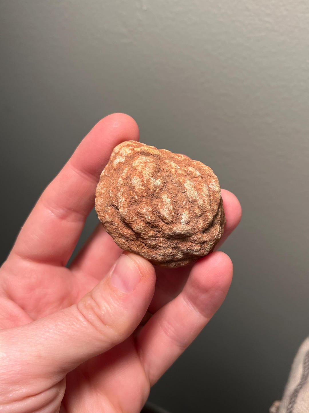 Charming Barite Rose Specimen From Norman, Oklahoma - Etsy