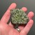 Large Basalt With Acicular Epidote Specimen From Montana - Etsy
