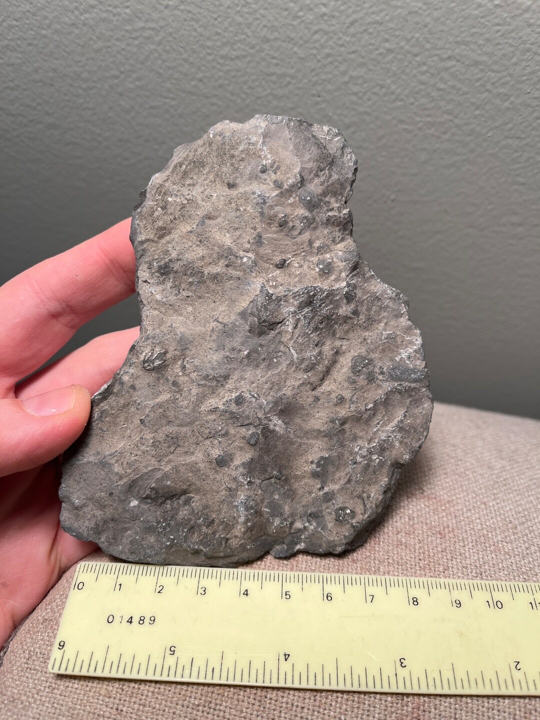 Fossiliferous Limestone From the Keyser Formation in Maryland - Etsy