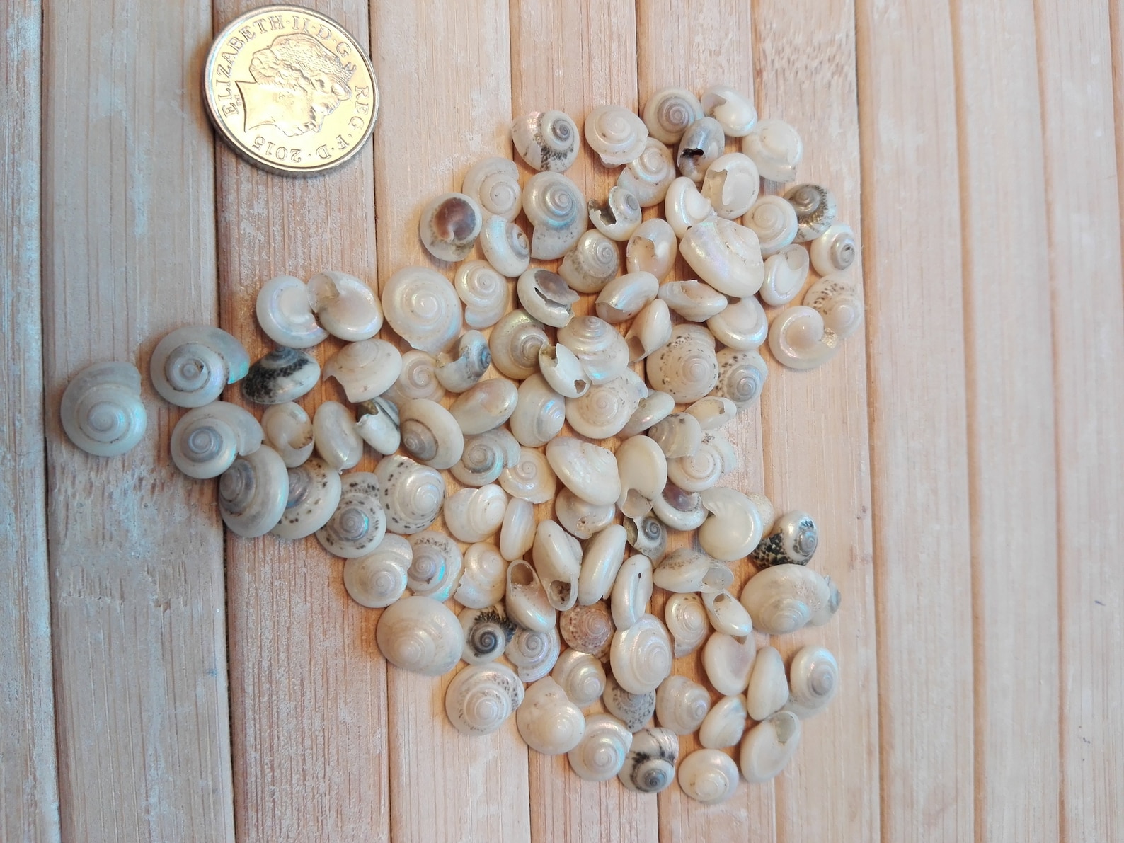 100 White Pearly SEASHELLS Tiny Mini Sea Shells Craft Wedding - Etsy UK