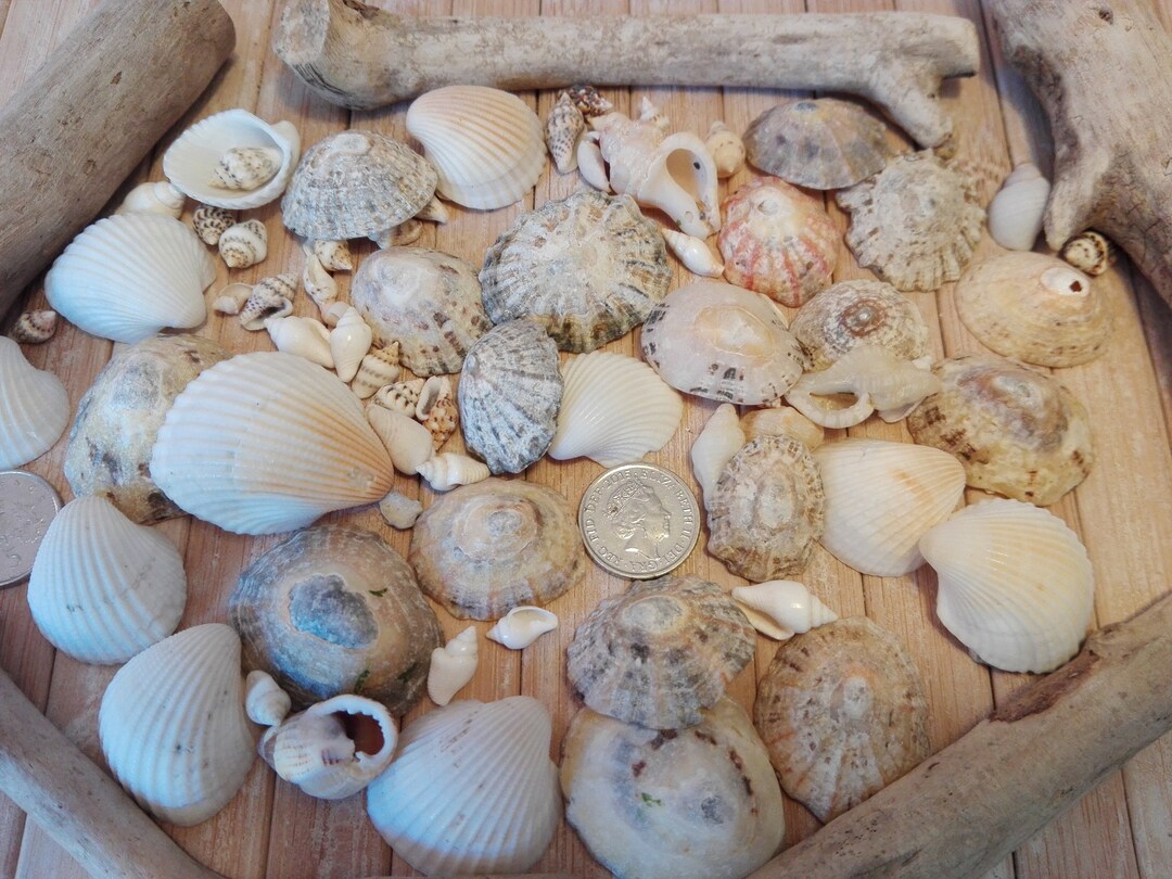 80 G qty 100 Beach Natural Sea Shells for Art Craft - Etsy