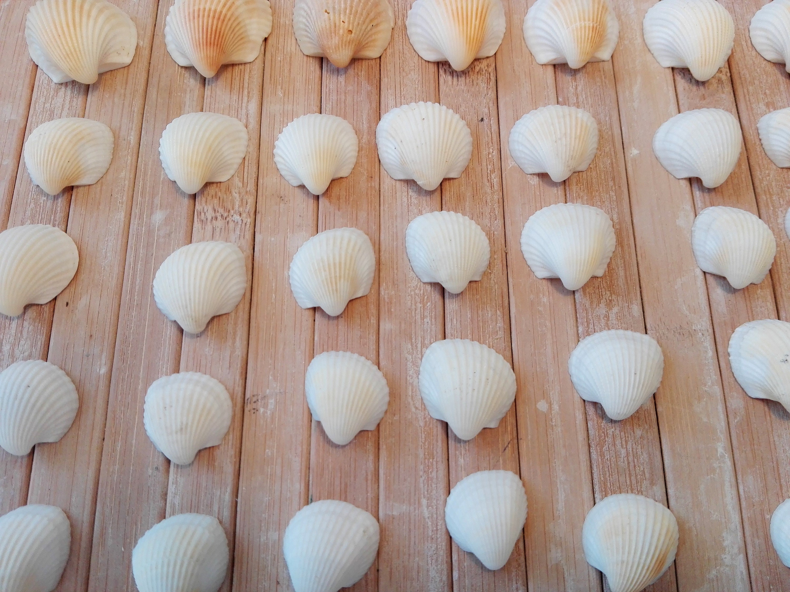 200 Small Natural Cockle Shells 10 25mm Beach Wedding | Etsy UK