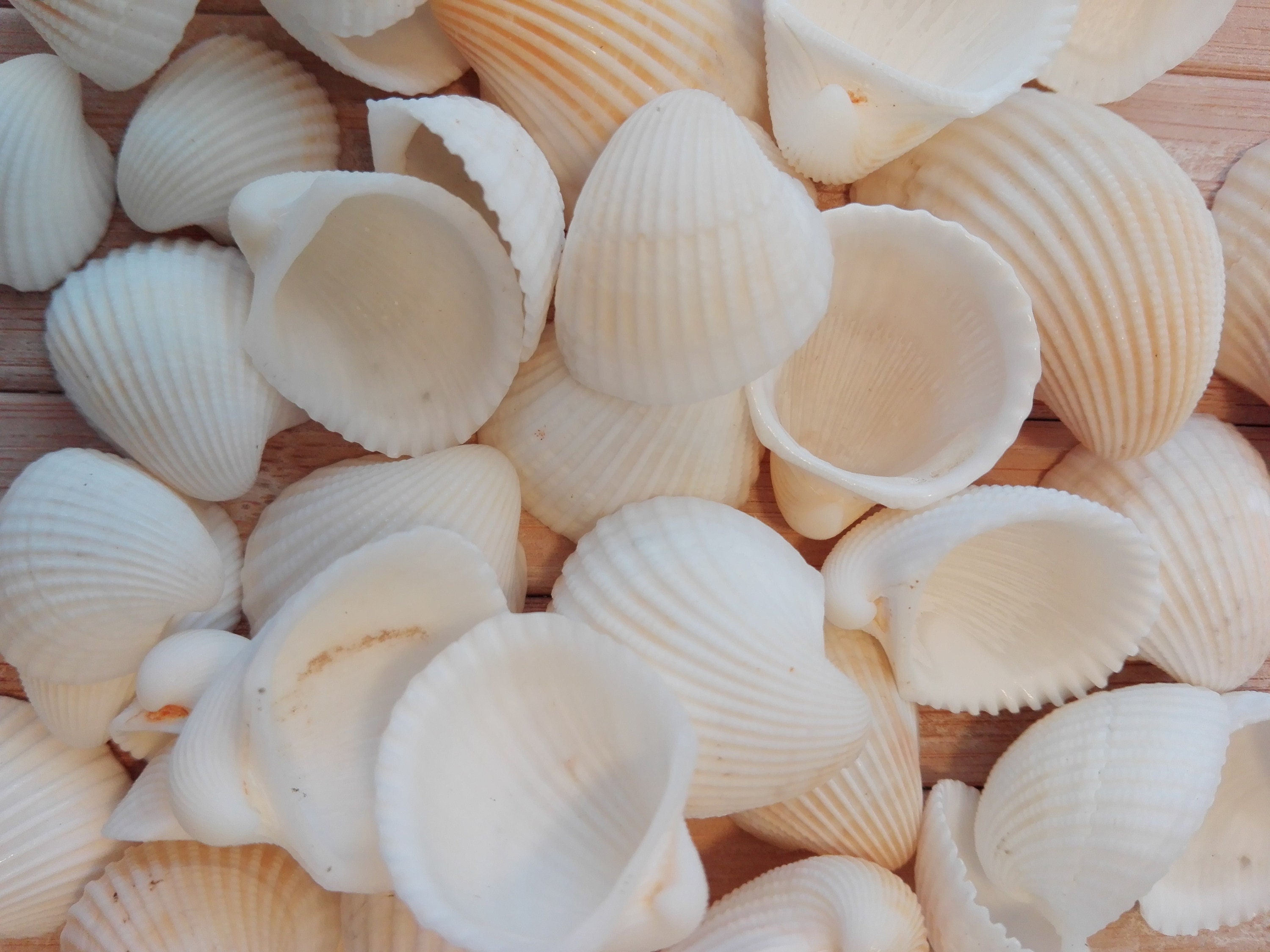 200 Small Natural Cockle Shells 10 25mm Beach Wedding | Etsy UK