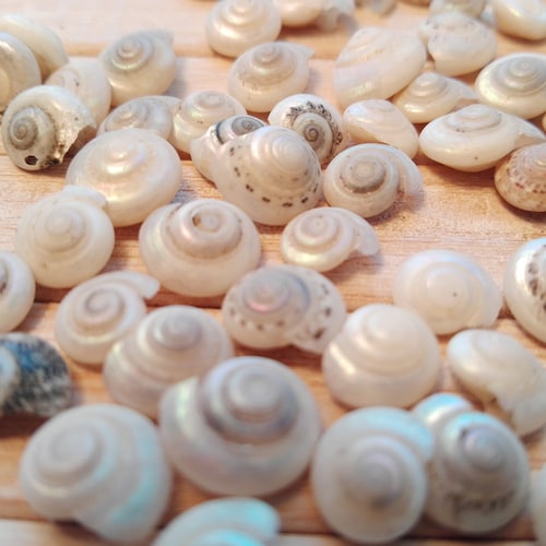 100 MIXED SEASHELLS Tiny Mini Sea Shells Craft Wedding Beach | Etsy UK