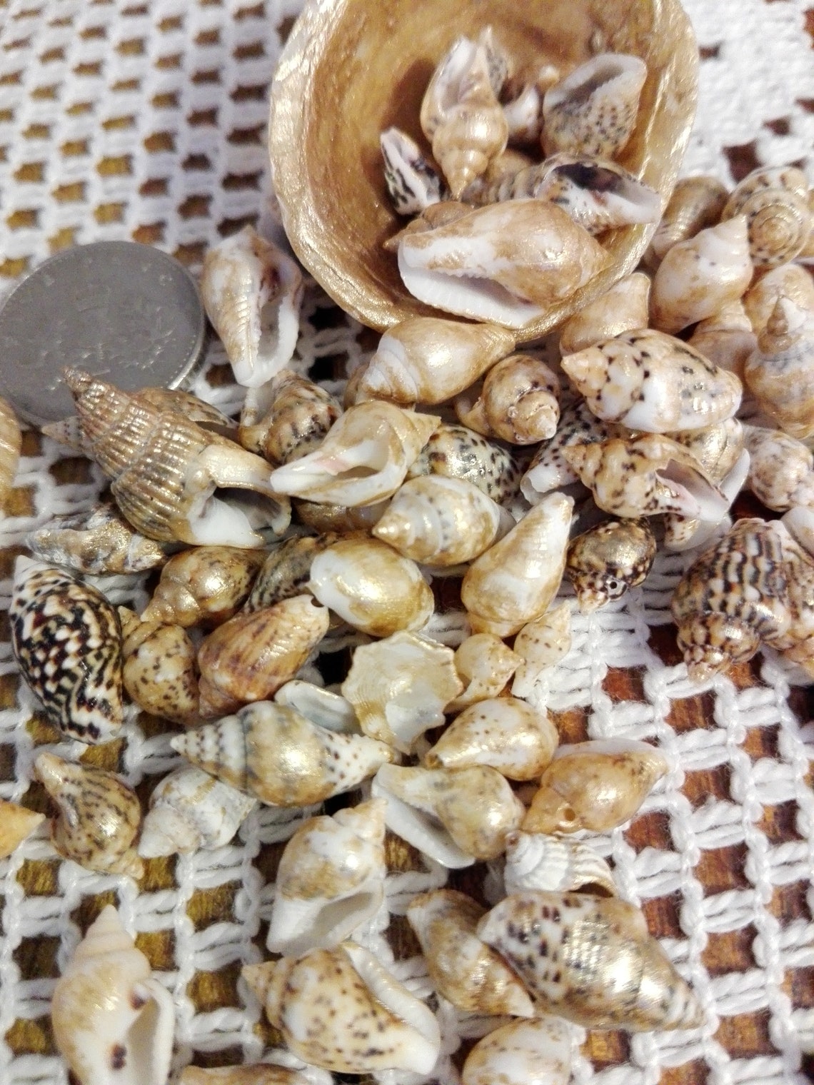 300 Tiny Golden Natural Beach Sea Shells for Arts Crafts - Etsy UK