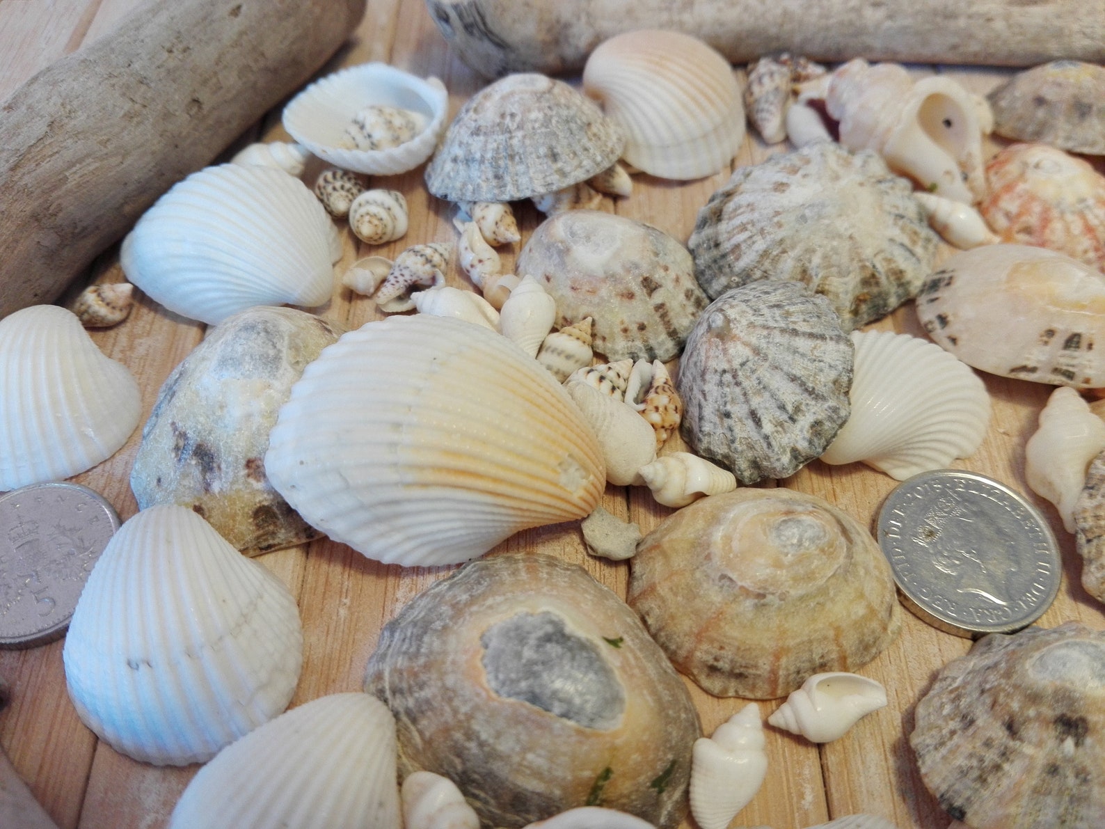 80 G qty 100 Beach Natural Sea Shells for Art Craft | Etsy