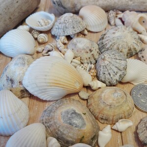 80 G qty 100 Beach Natural Sea Shells for Art Craft - Etsy