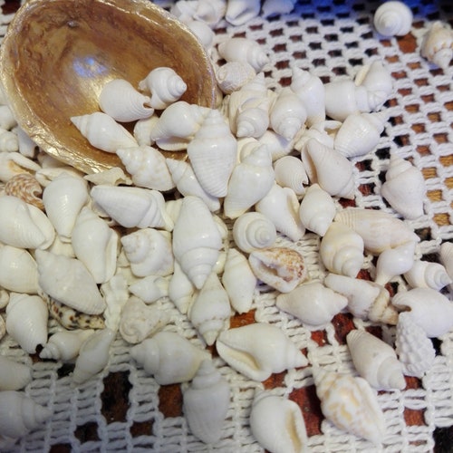 100 MIXED SEASHELLS Tiny Mini Sea Shells Craft Wedding Beach - Etsy UK