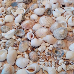 80 G qty 100 Beach Natural Sea Shells for Art Craft - Etsy
