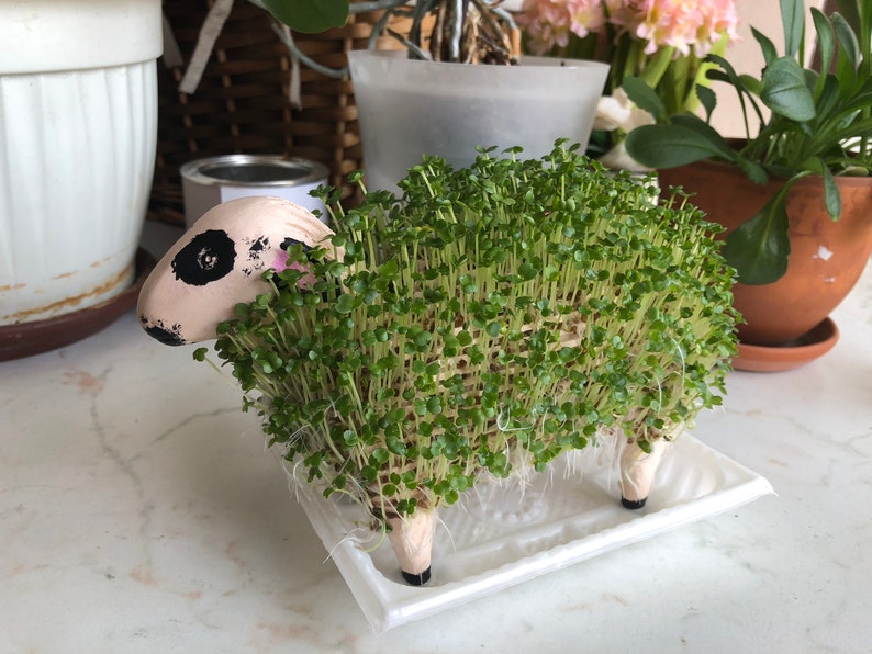 Ceramic Sheep Planter Grow Your Own Pet With Different Seeds, Great ...