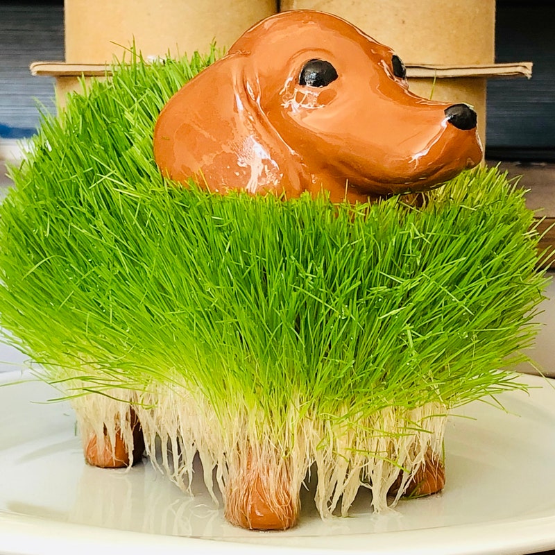 Custom Chia Pets - Etsy