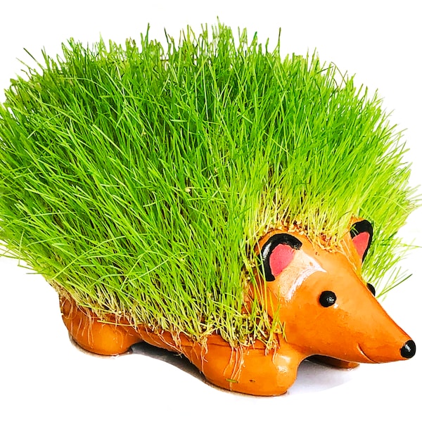 Chia Hedgehog - Etsy