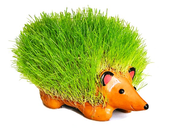 Hedgehog Planter Ceramic Handmade Cute Pottery Grow With - Etsy