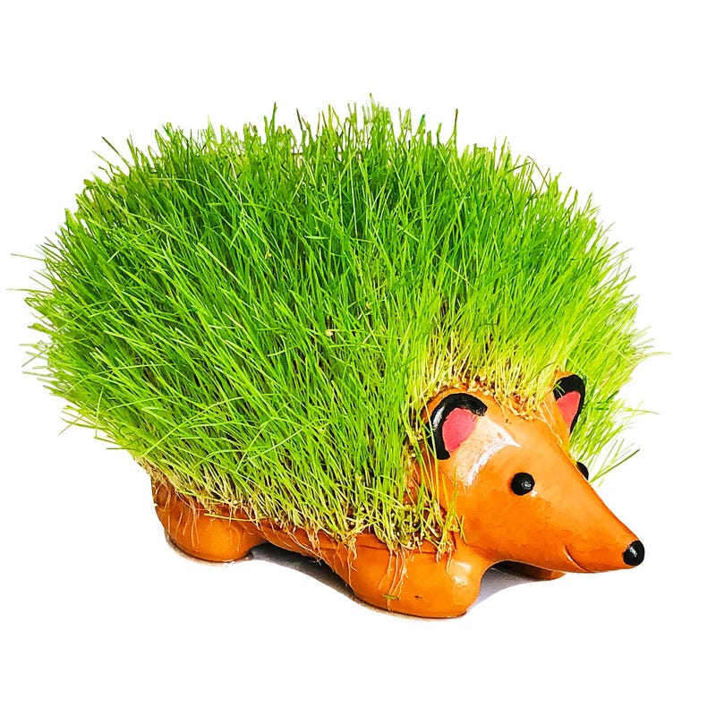 Chia Seed on Plant - Etsy UK