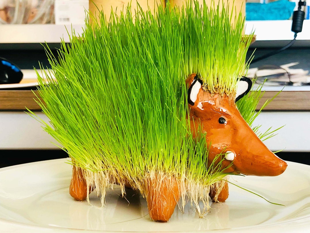 Boar Planter Ceramic Handmade Fun and Educational Gift Idea Under 30 ...
