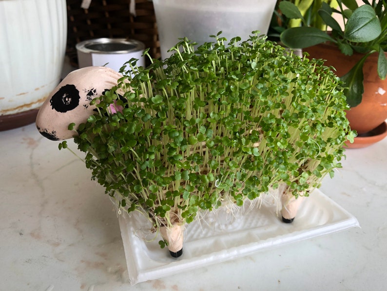 Ceramic Sheep Planter Grow Your Own Pet With Different Seeds - Etsy