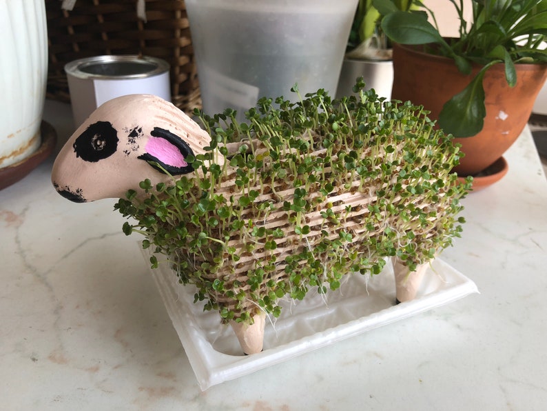 Ceramic Sheep Planter Grow Your Own Pet With Different Seeds, Great ...