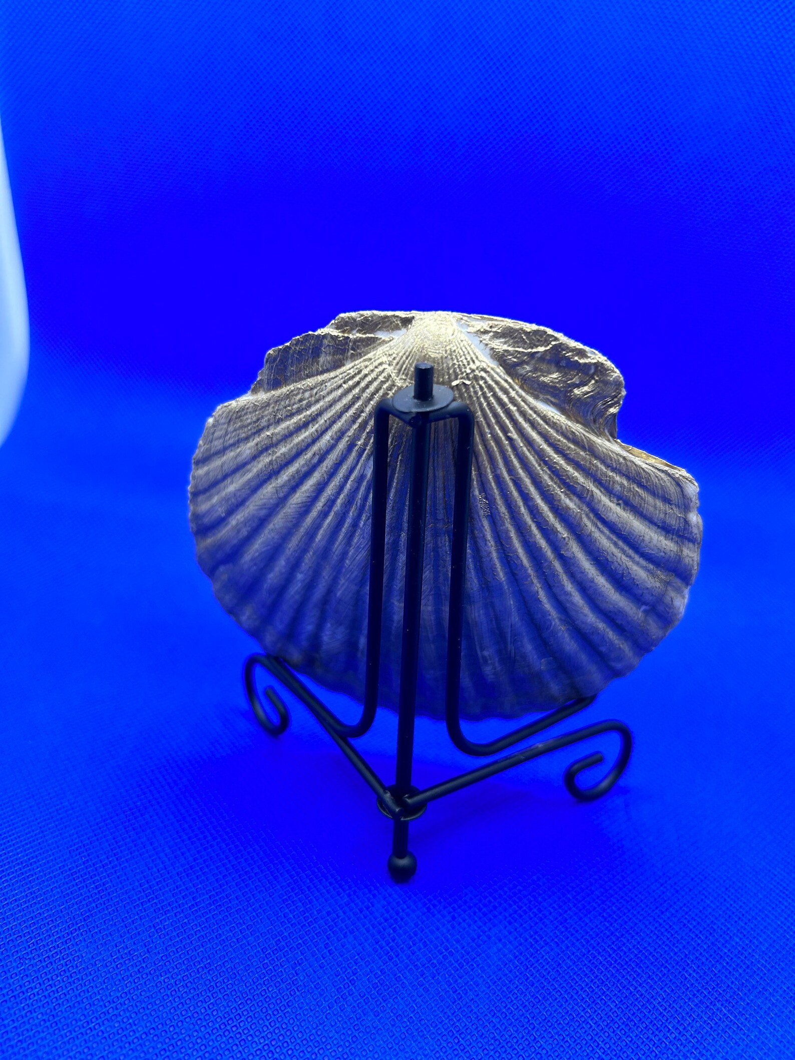 WHITE CAT Alphonso Mucha Art Hand Cut Collage Decoupage Scallop Shell ...