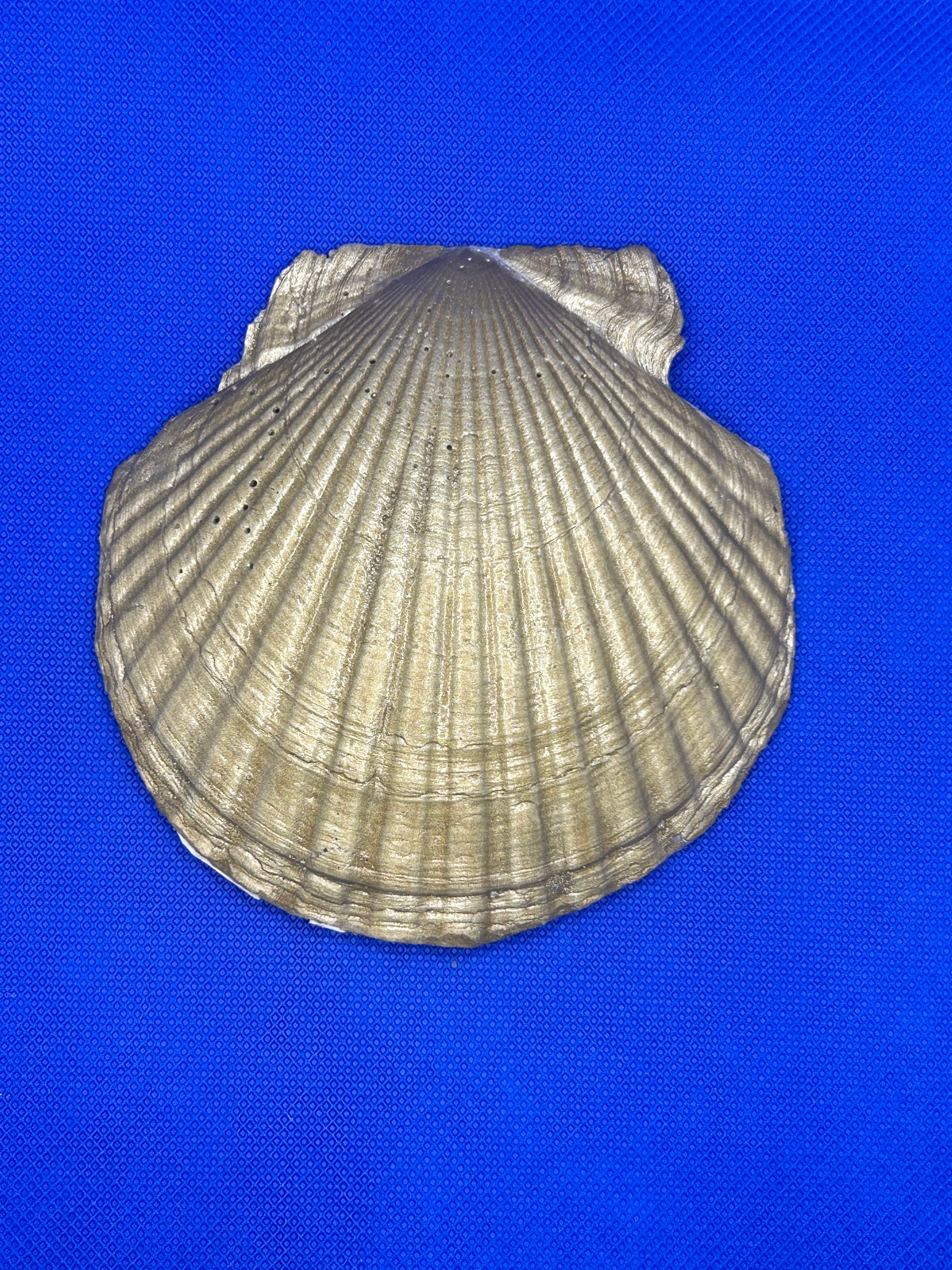 WHITE CAT Alphonso Mucha Art Hand Cut Collage Decoupage Scallop Shell ...