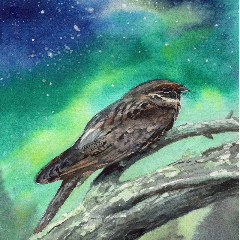 Whippoorwill - Etsy