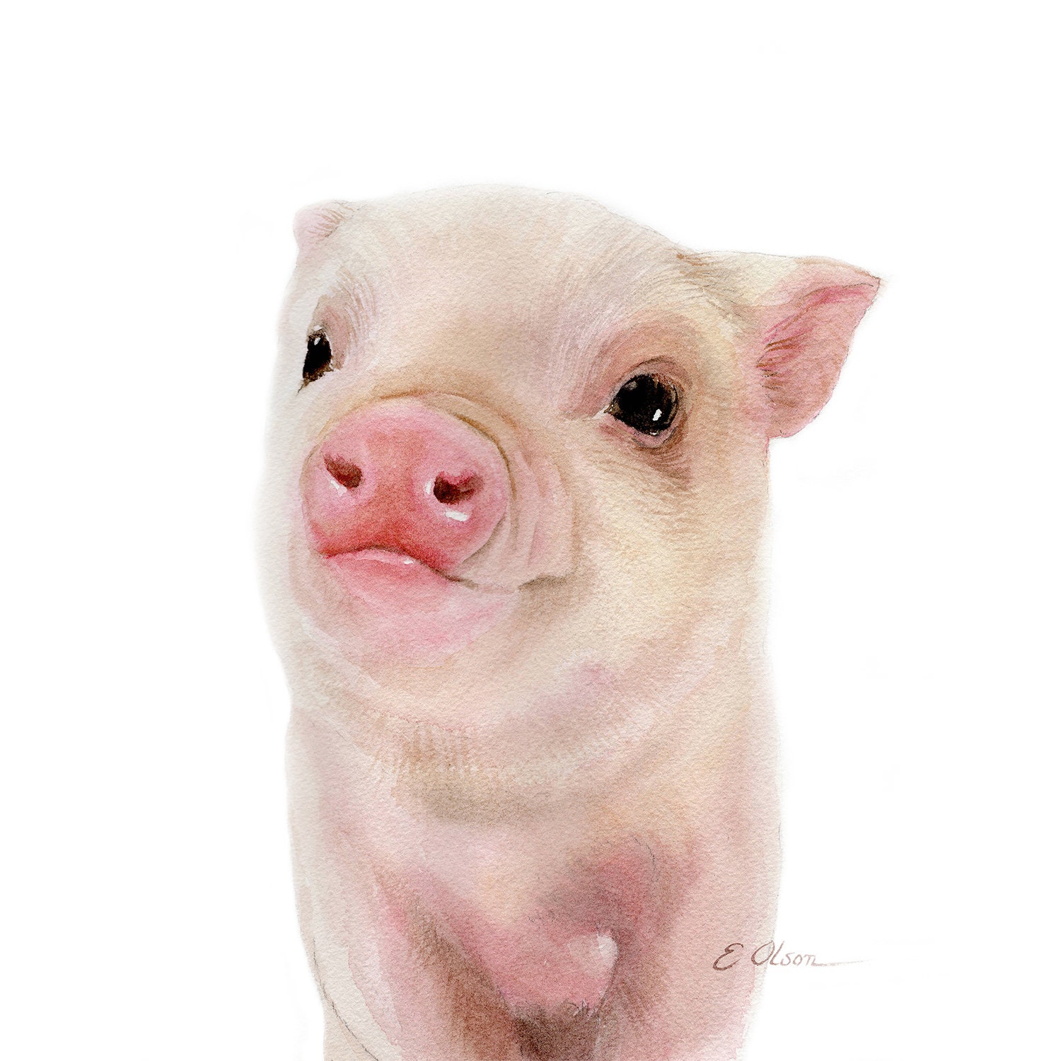 Baby Piglet Pictures
