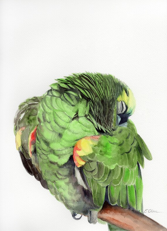 Amazon Green Parrot