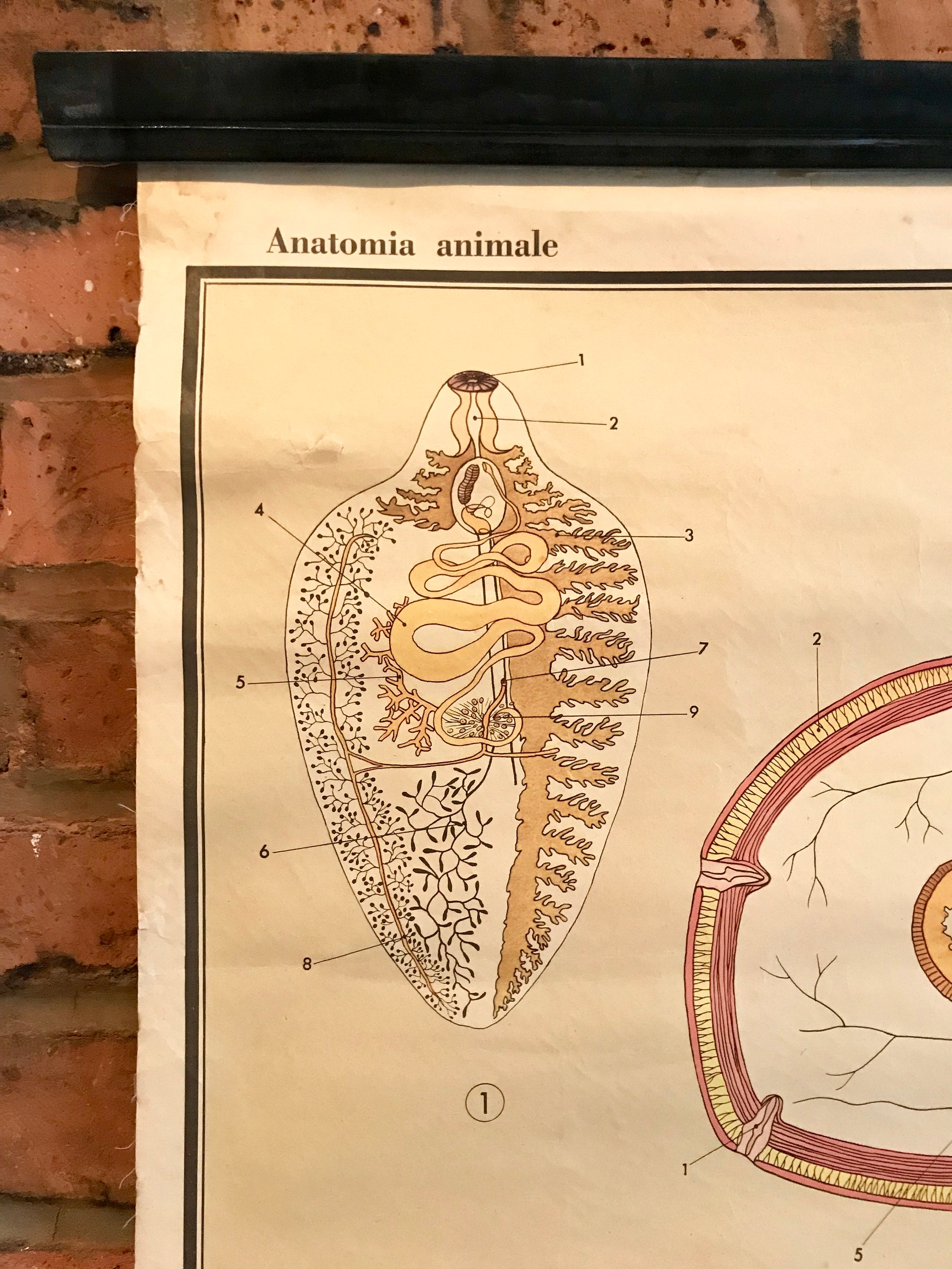 Vintage Italian School Chart Vermi Worm Anatomy 1960 - Etsy