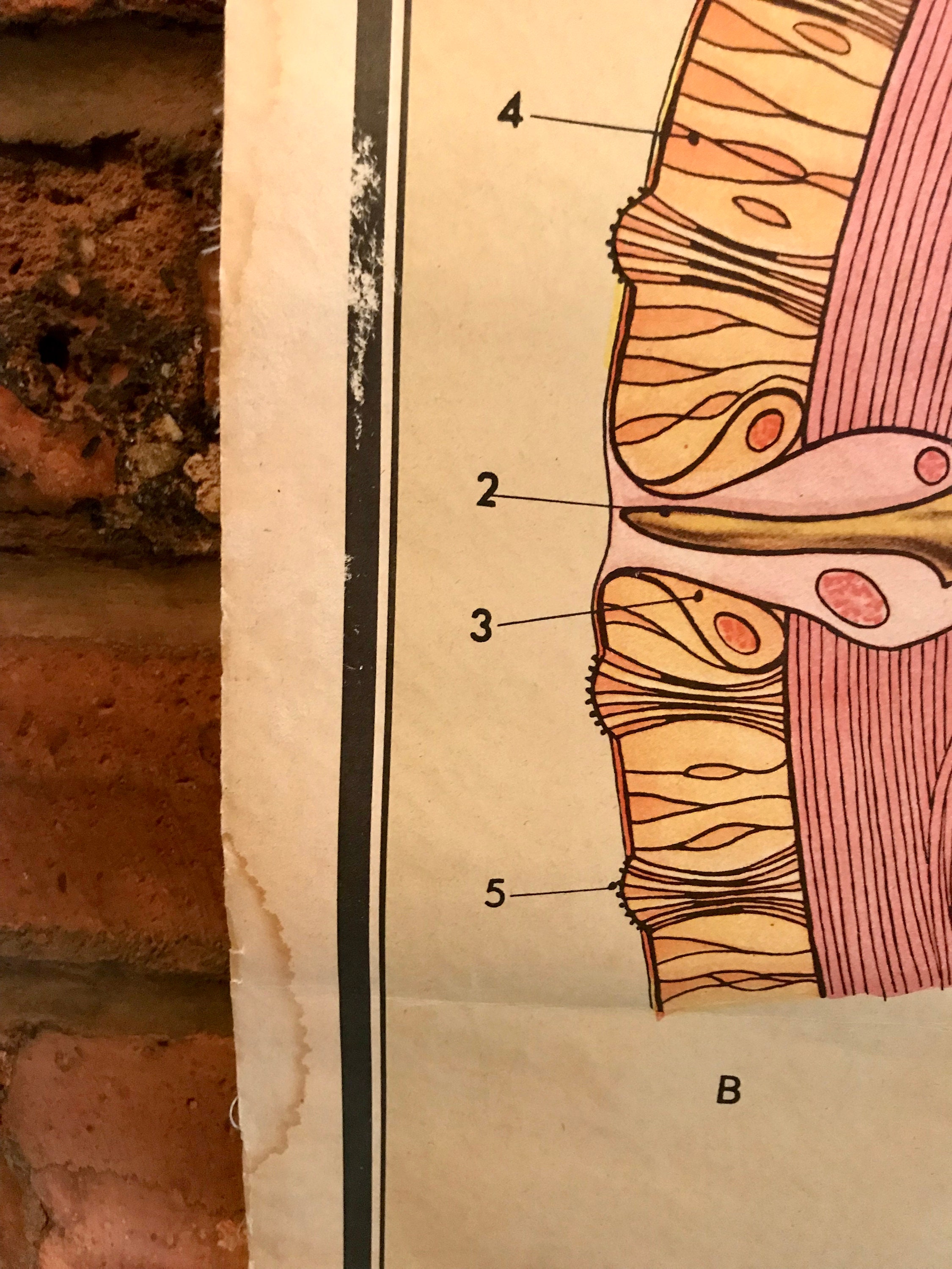 Vintage Italian School Chart Vermi Worm Anatomy 1960 - Etsy