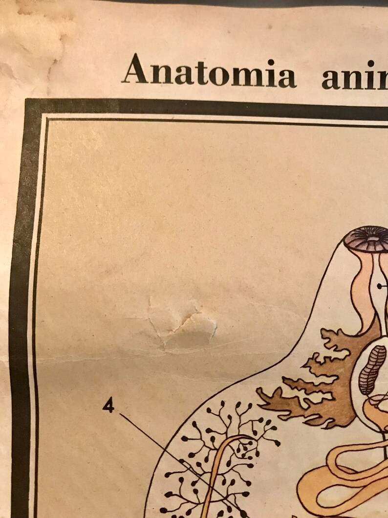 Vintage Italian School Chart Vermi Worm Anatomy 1960 - Etsy