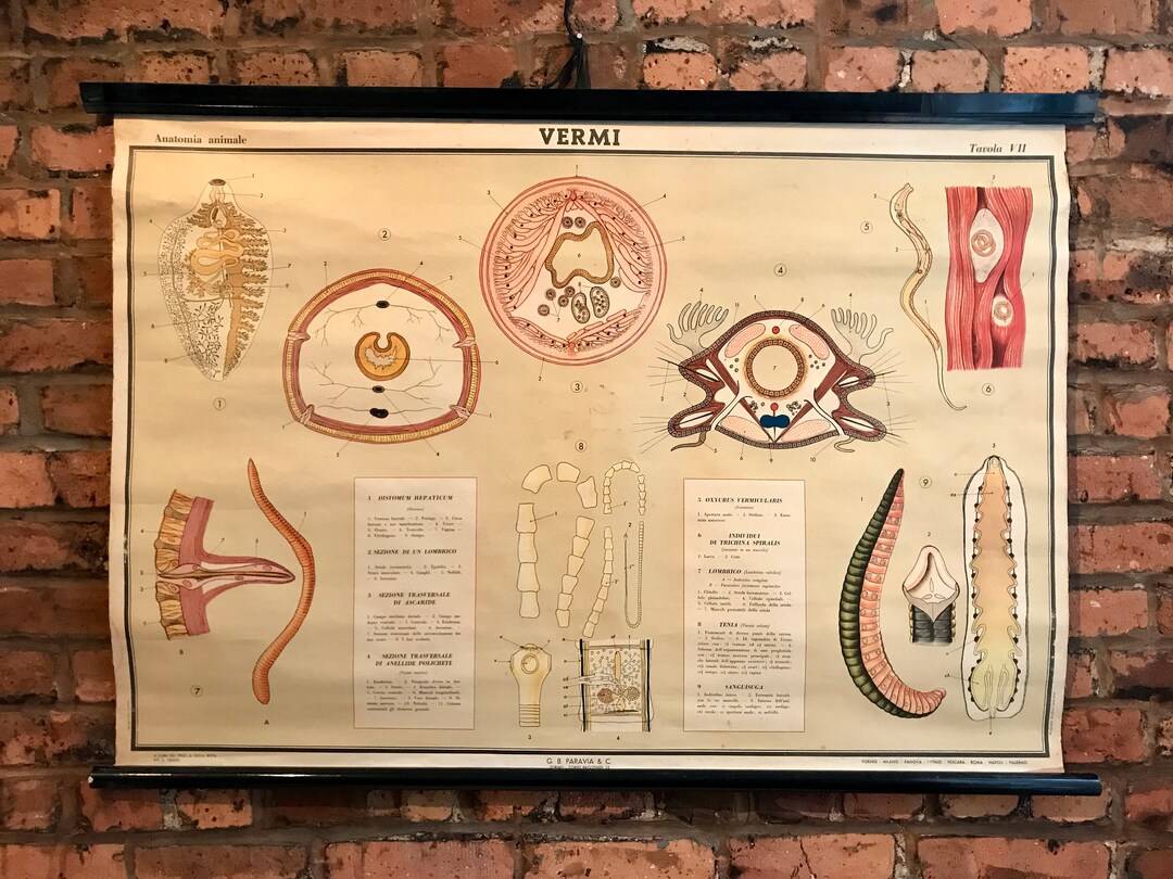 Vintage Italian School Chart Vermi Worm Anatomy 1960 - Etsy
