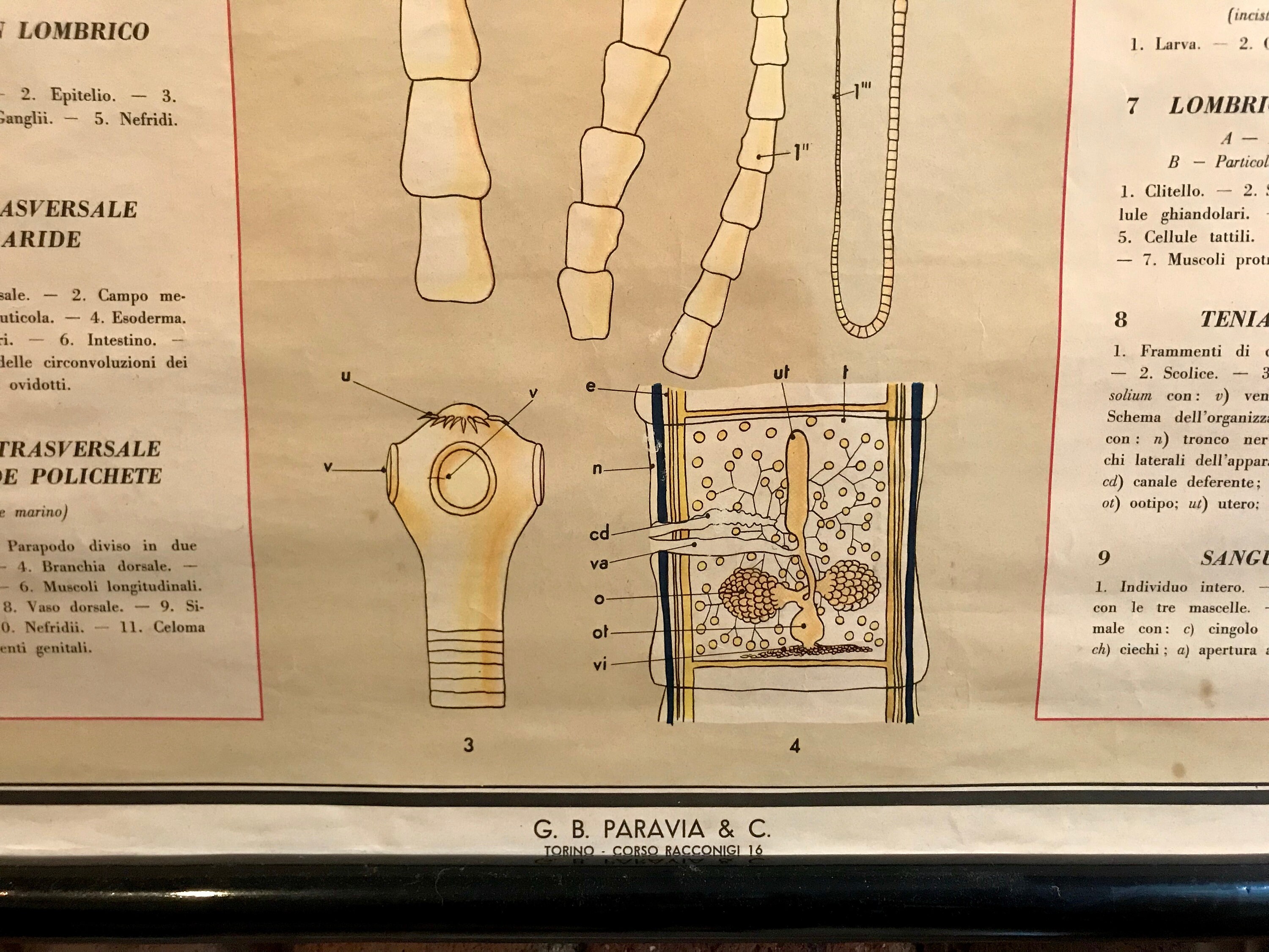 Vintage Italian School Chart Vermi Worm Anatomy 1960 - Etsy