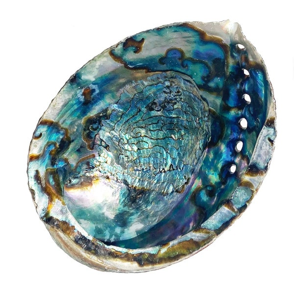Abalone - Etsy
