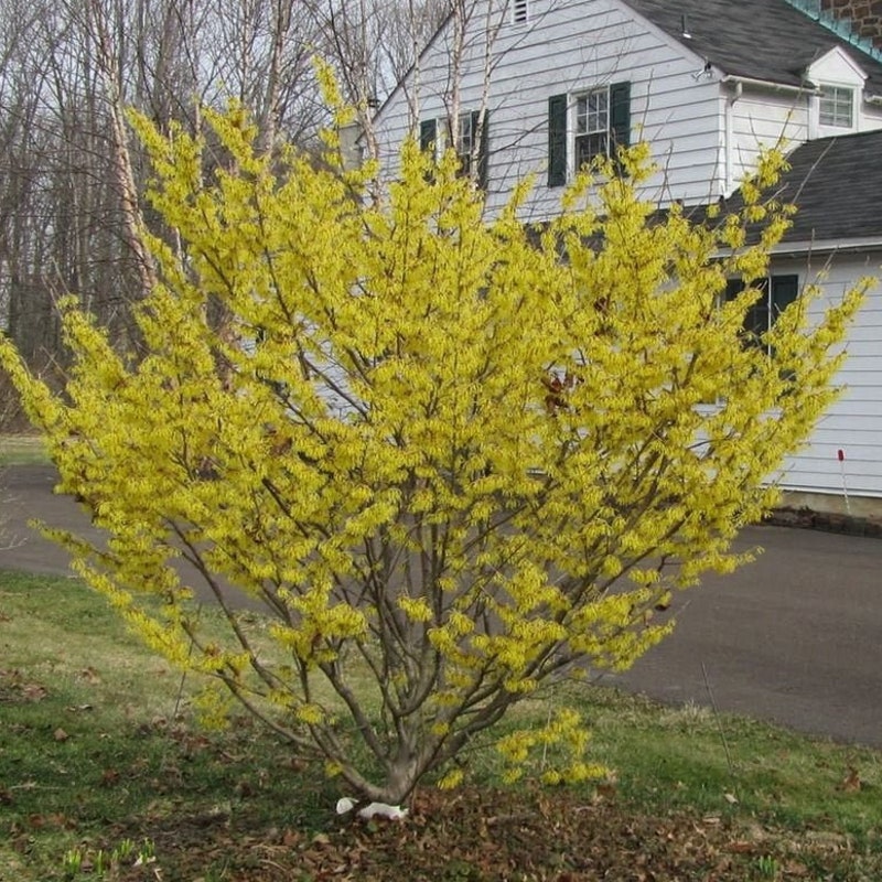 Witch Hazel Tree - Etsy