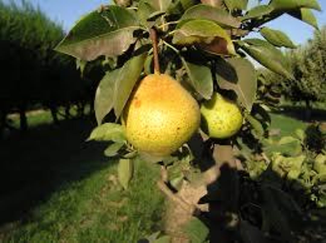 2 Live ORIENT Pear Trees 2 Ft Tall Now Ready to Plant Sweet Pear ...