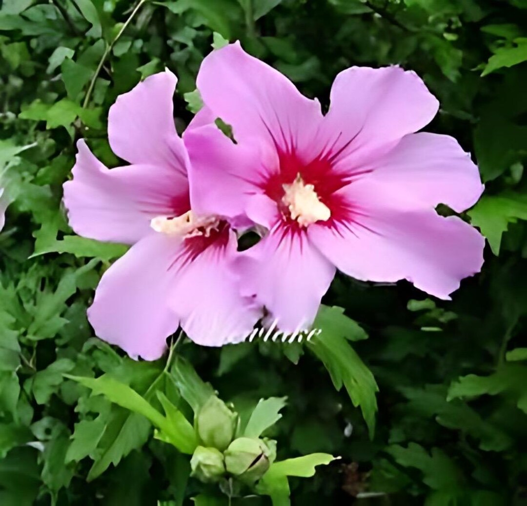 4 Pink Rose of Sharon Trees Althea 1-2 Ft Tall Now Large Blooms FREE ...