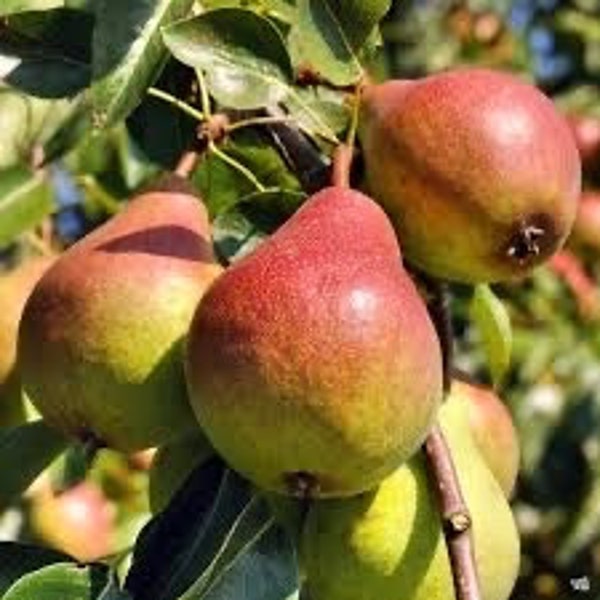 Pear - Etsy